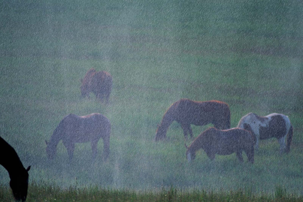 Animals No 3 – Jay Maisel