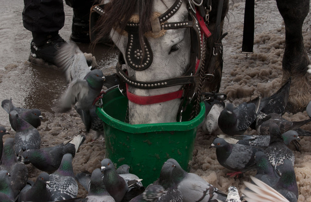 Animals No 6 – Jay Maisel