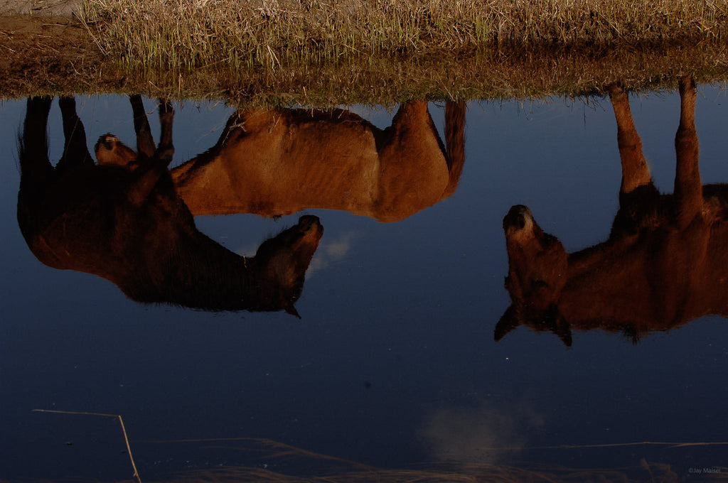 Jackson, WYO No 7 – Jay Maisel