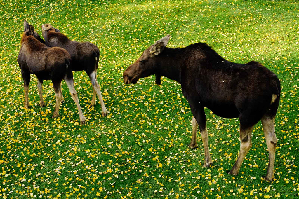 Trios No 8 – Jay Maisel