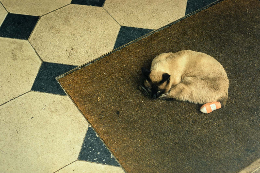 Animals No 14 – Jay Maisel