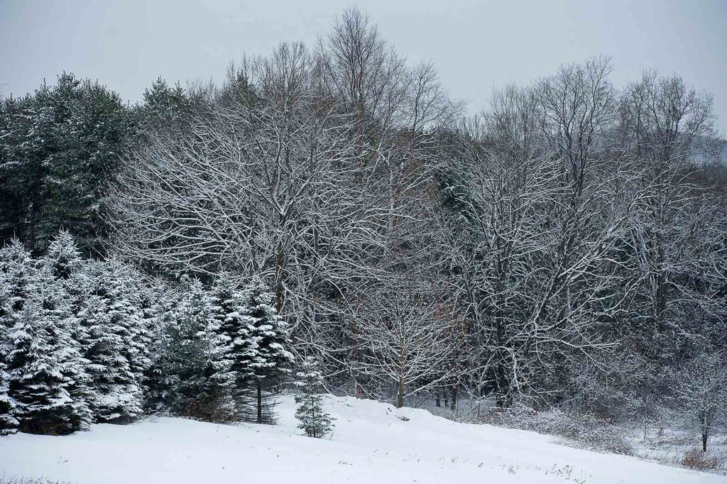 Snow in the Country No 18 – Jay Maisel