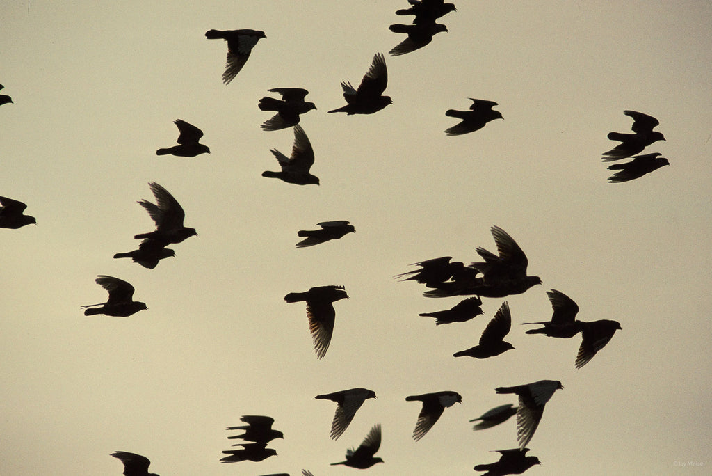 BV Birds No 24 – Jay Maisel