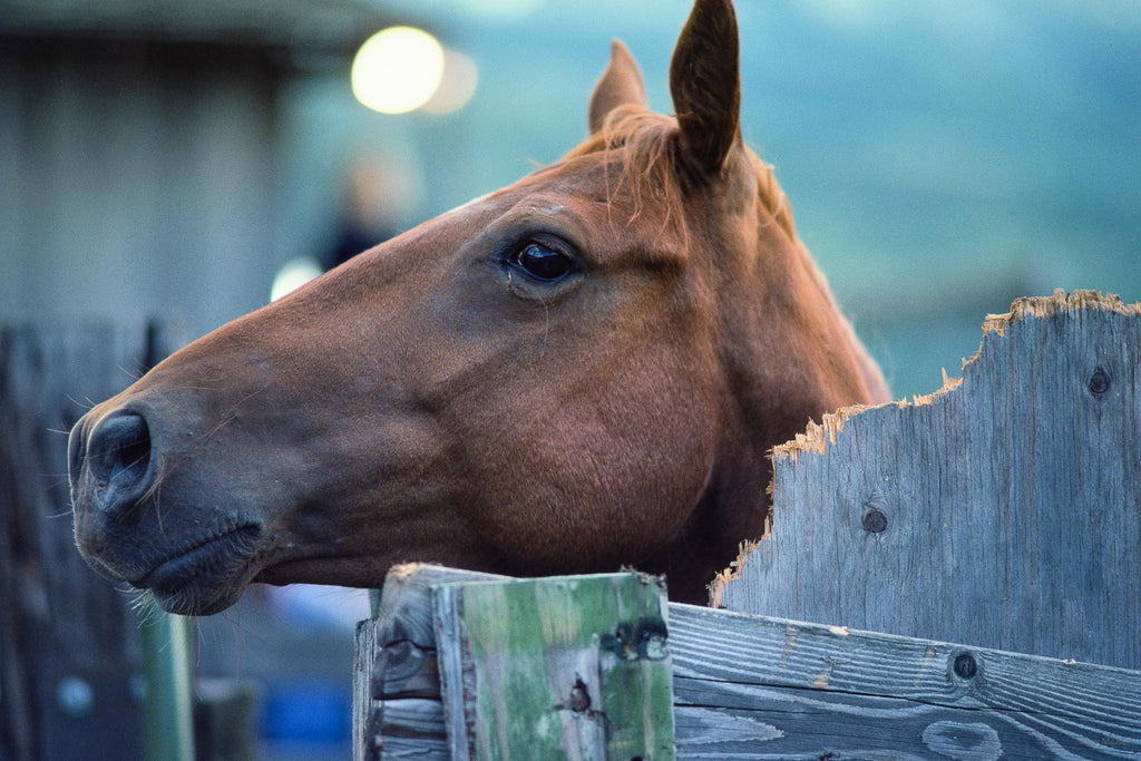 Aspen No 30 – Jay Maisel