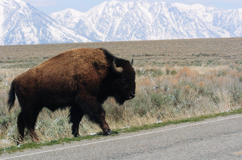 Animals No 31 – Jay Maisel