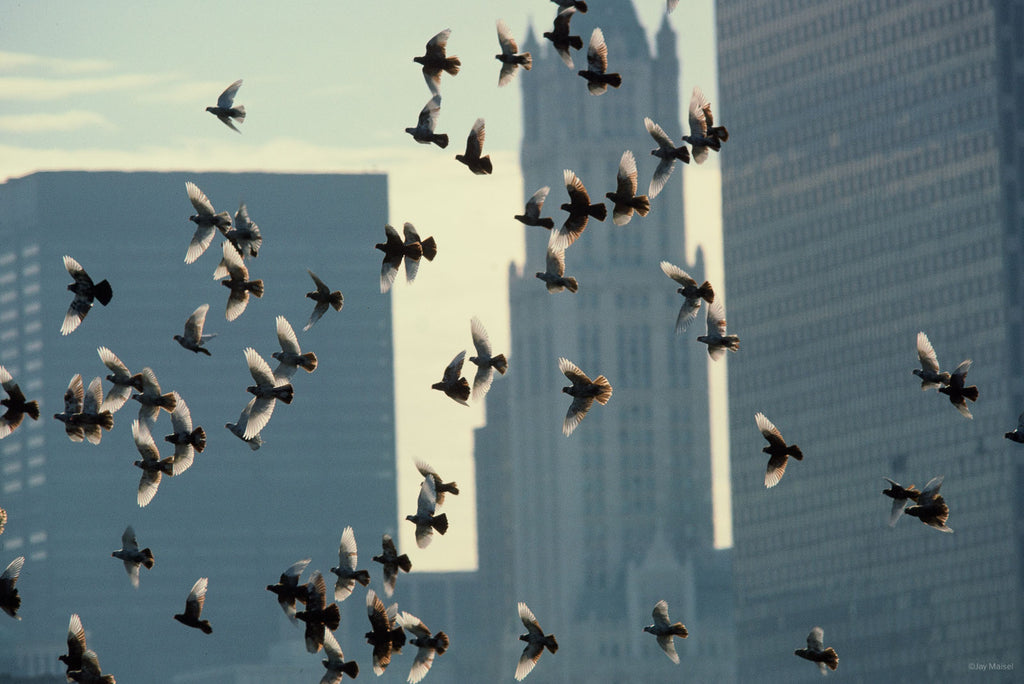 BV Birds No 41 – Jay Maisel