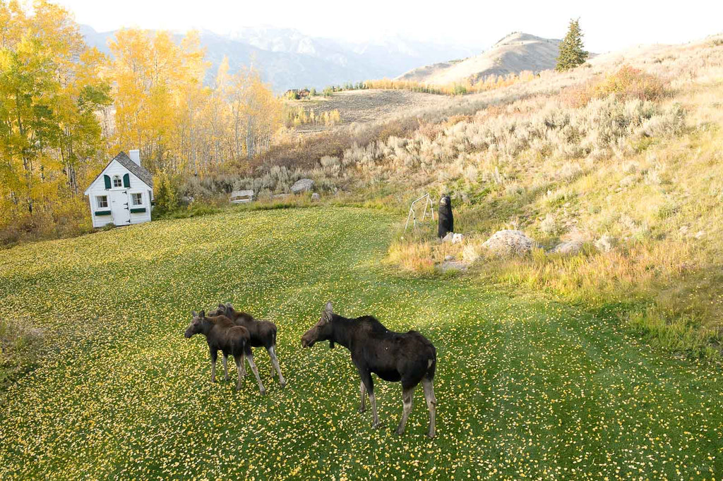 Jackson, WYO No 48 – Jay Maisel