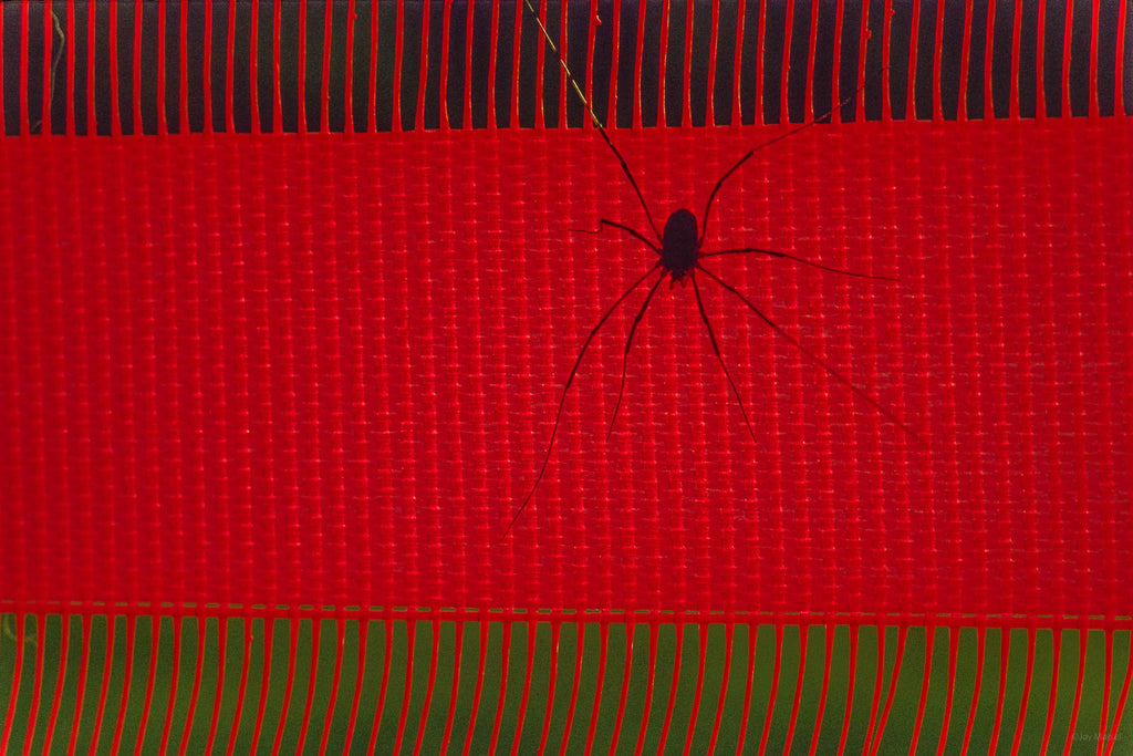 Aspen No 48 – Jay Maisel