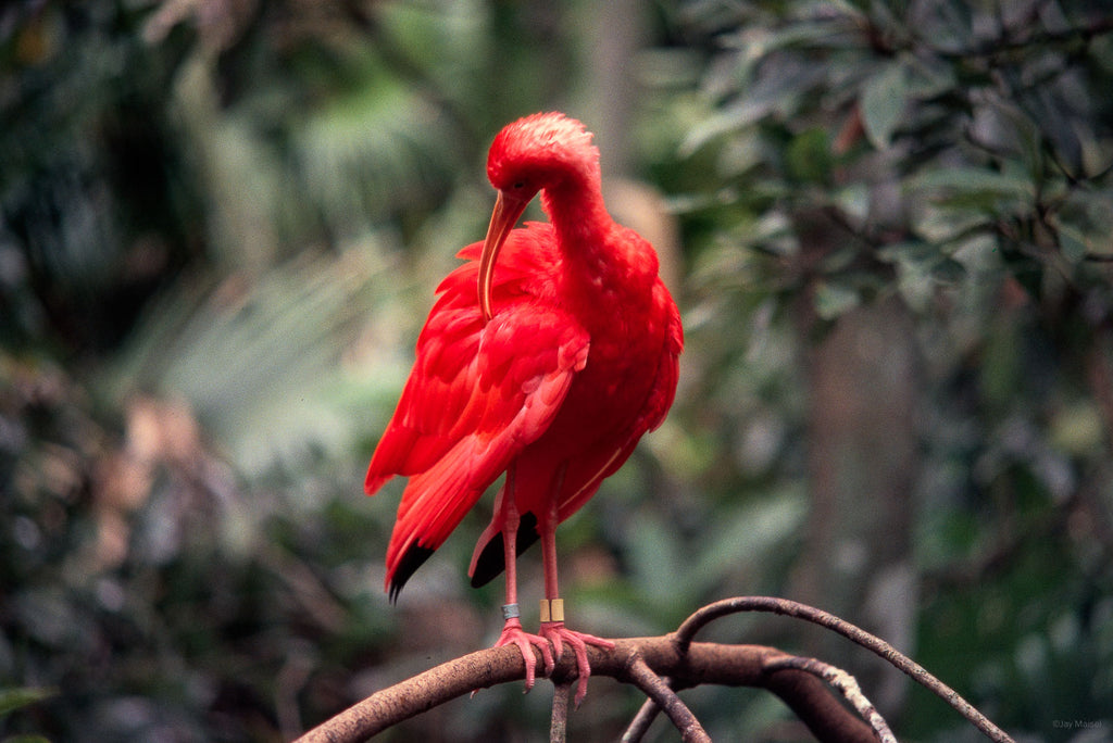 Animals No 49 – Jay Maisel