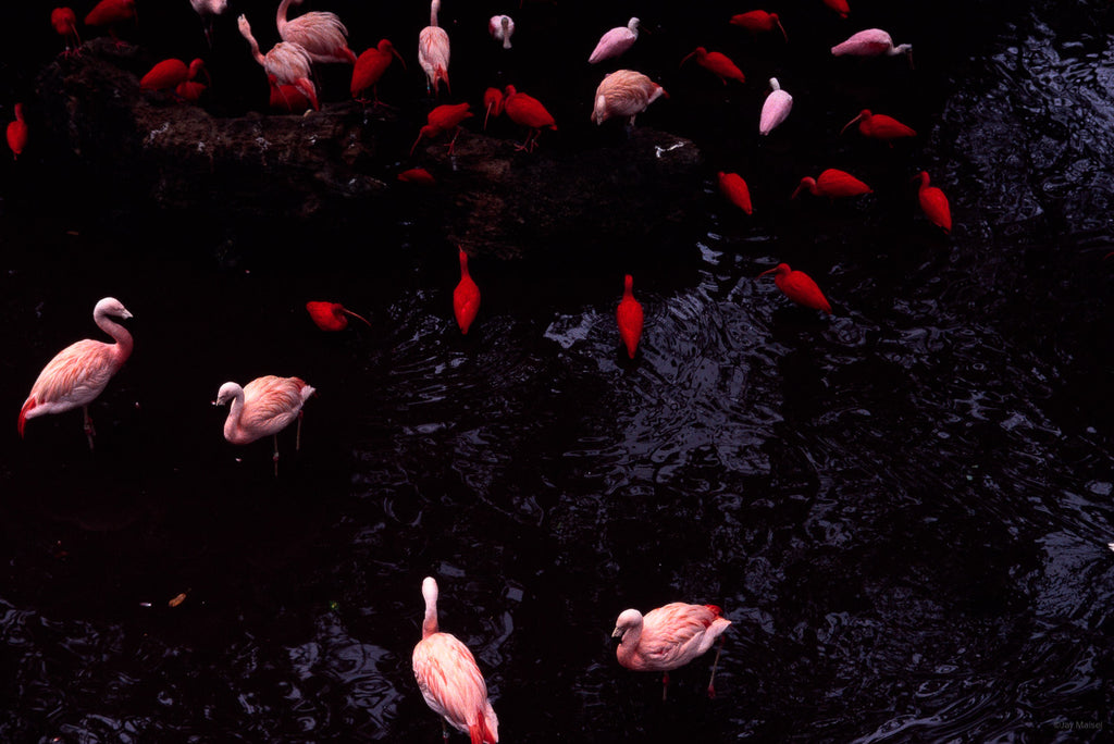 Animals No 51 – Jay Maisel