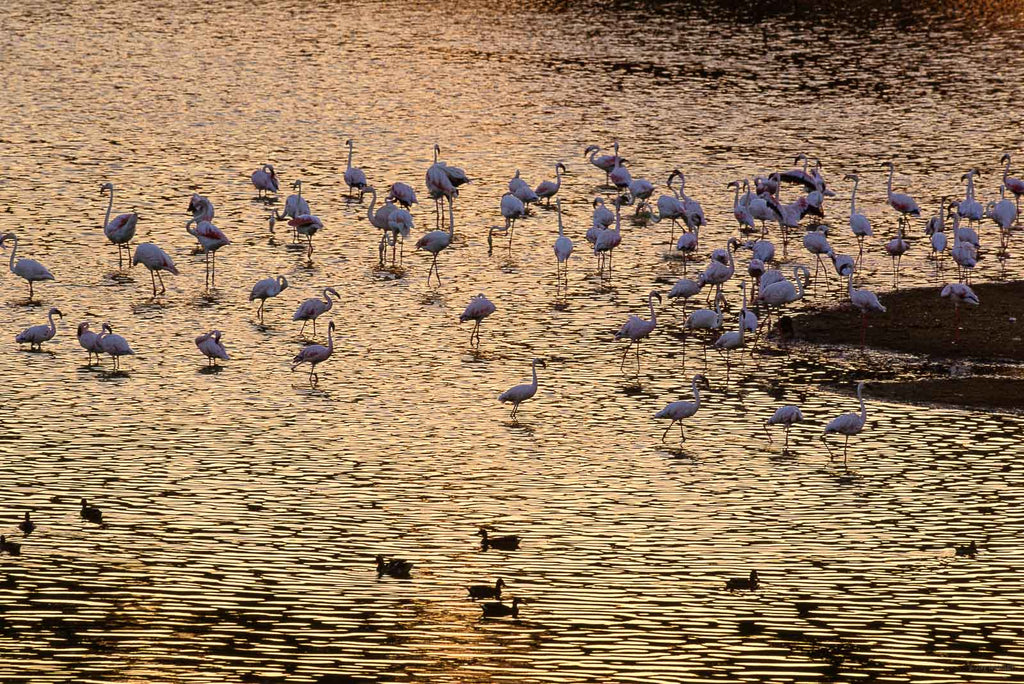 Animals No 55 – Jay Maisel