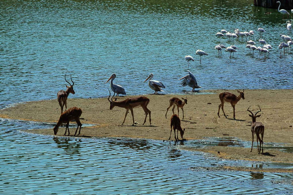 Animals No 57 – Jay Maisel