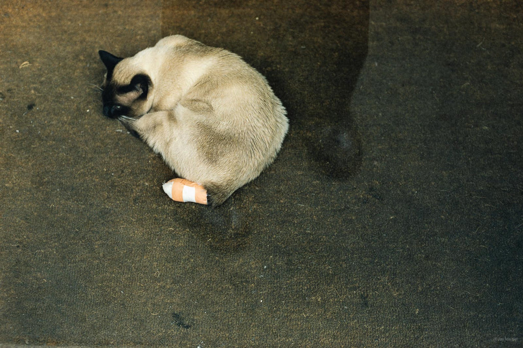 Humor No 58 – Jay Maisel