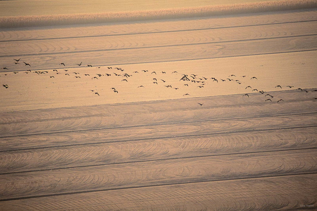 X-USA Aerials No 61 – Jay Maisel