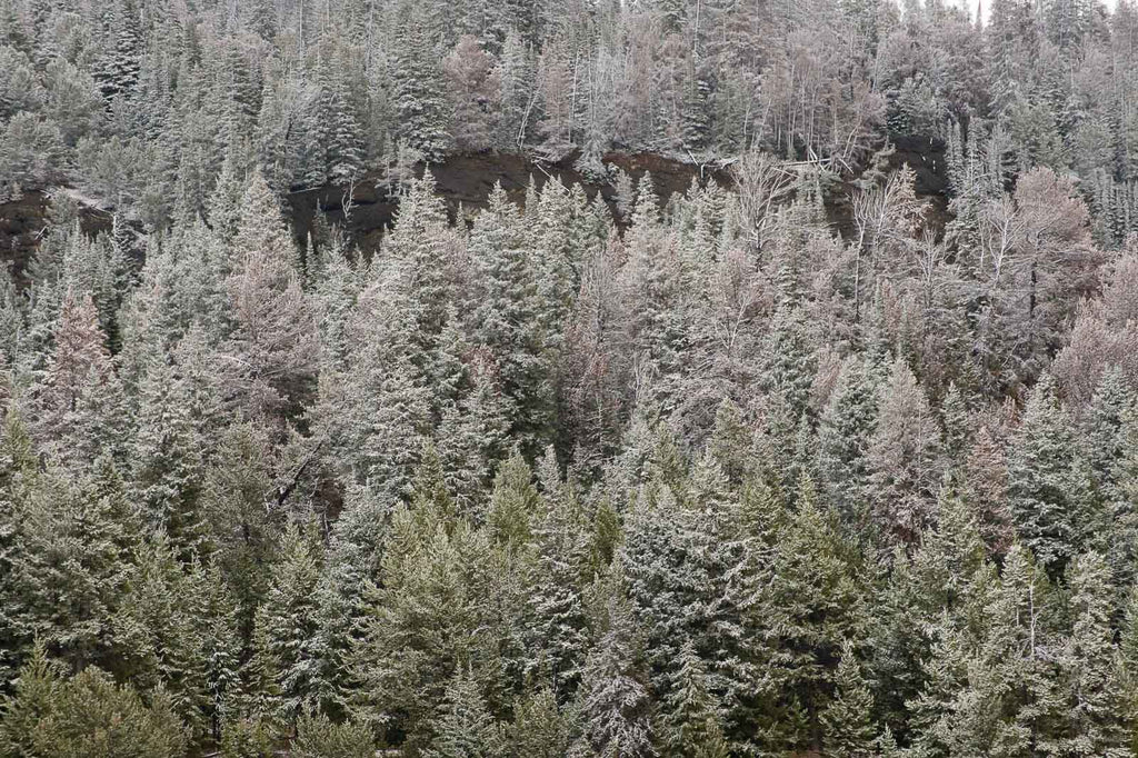 Jackson, WYO No 66 – Jay Maisel