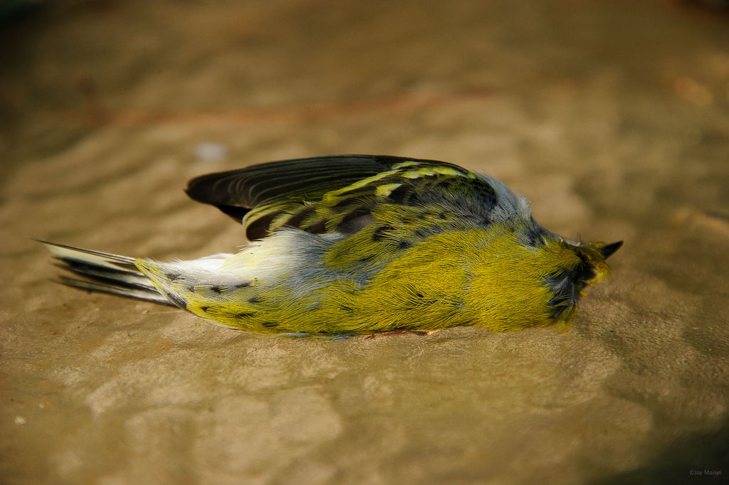 Animals No 66 – Jay Maisel