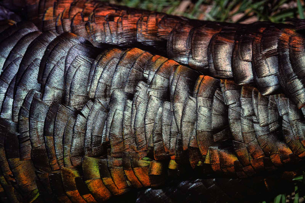 Animals No 83 – Jay Maisel