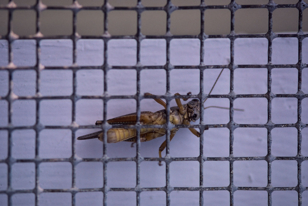 Animals No 91 – Jay Maisel