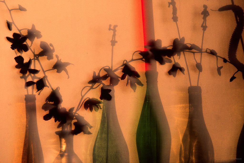 Bottles and Flower Behind Window Shade – Jay Maisel