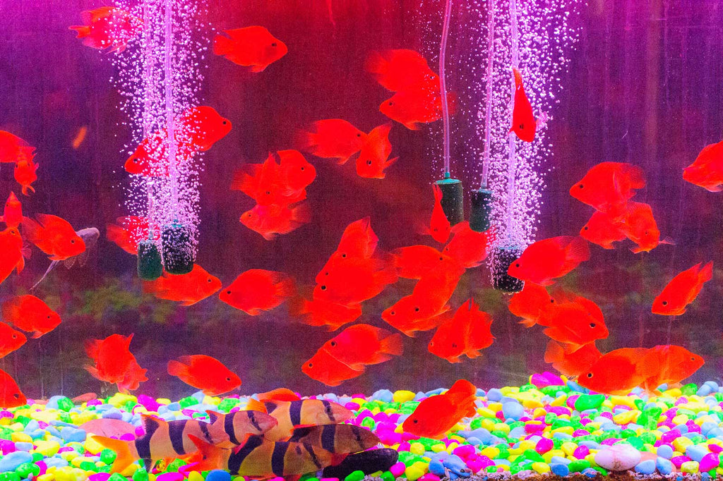 100 No 36 – Jay Maisel