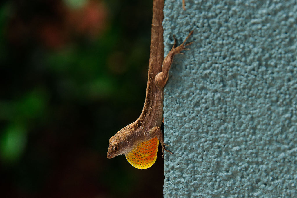 100 No 47 – Jay Maisel