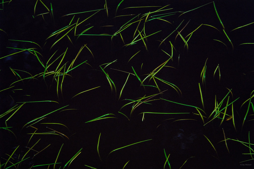 100 No 68 – Jay Maisel