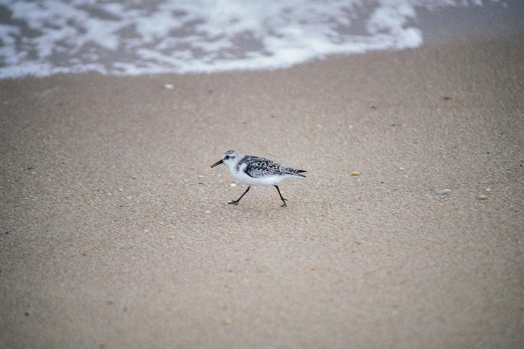 100 No 89 – Jay Maisel