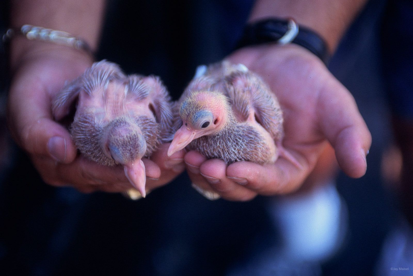 BV Birds – Jay Maisel