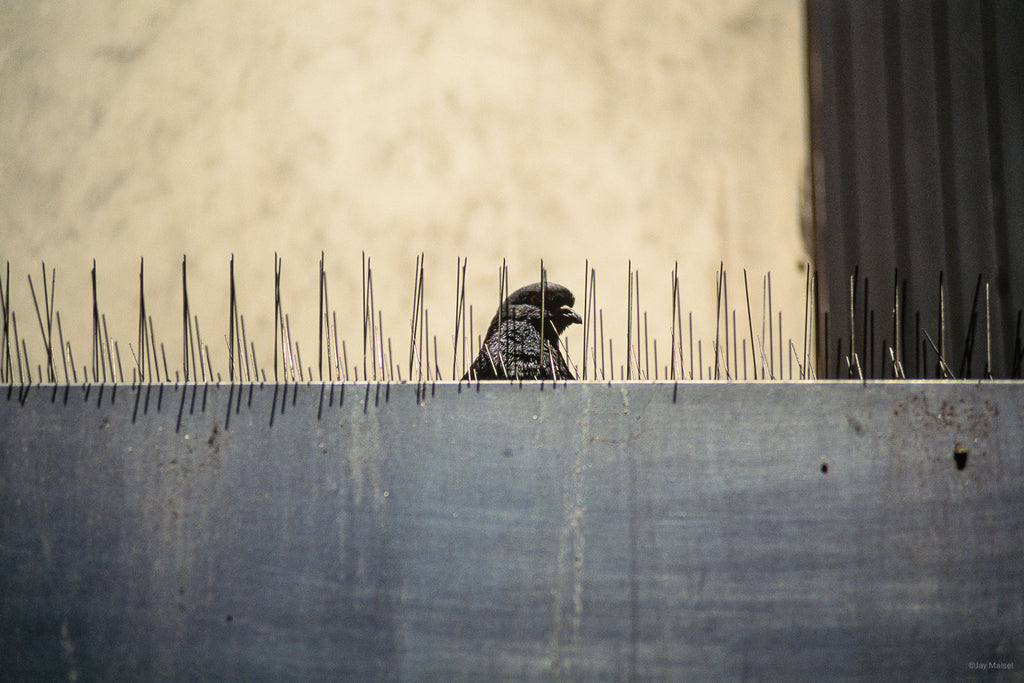 BV Birds No 3 – Jay Maisel