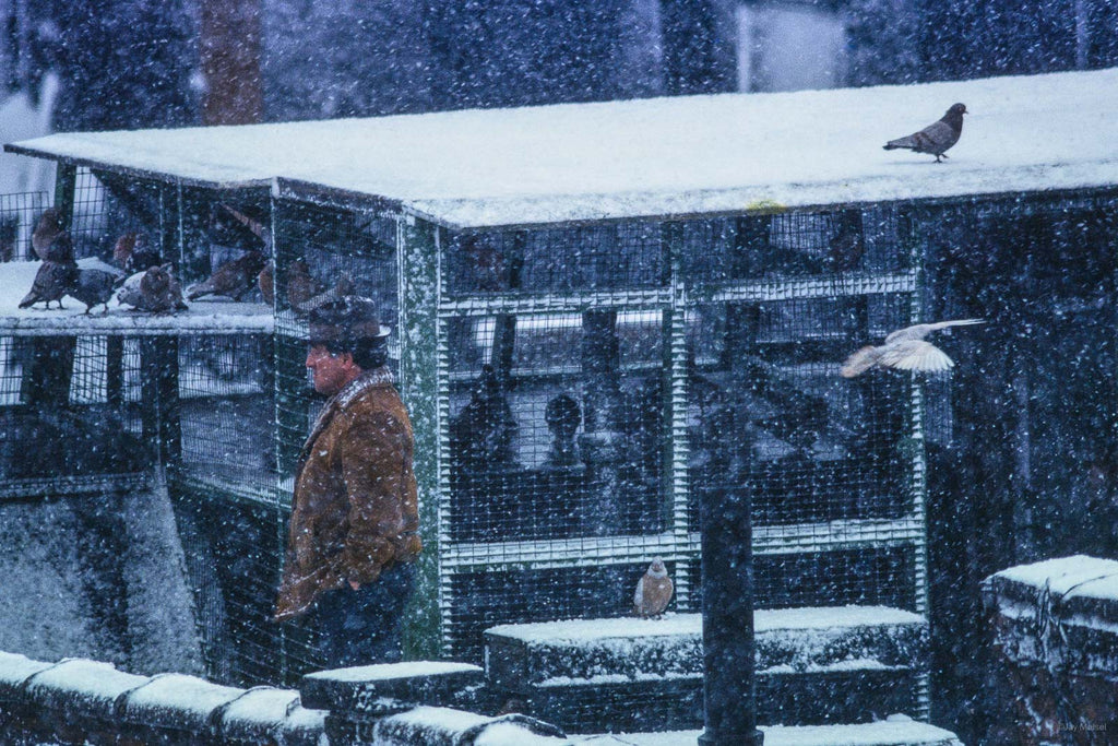 BV Birds No 7 – Jay Maisel