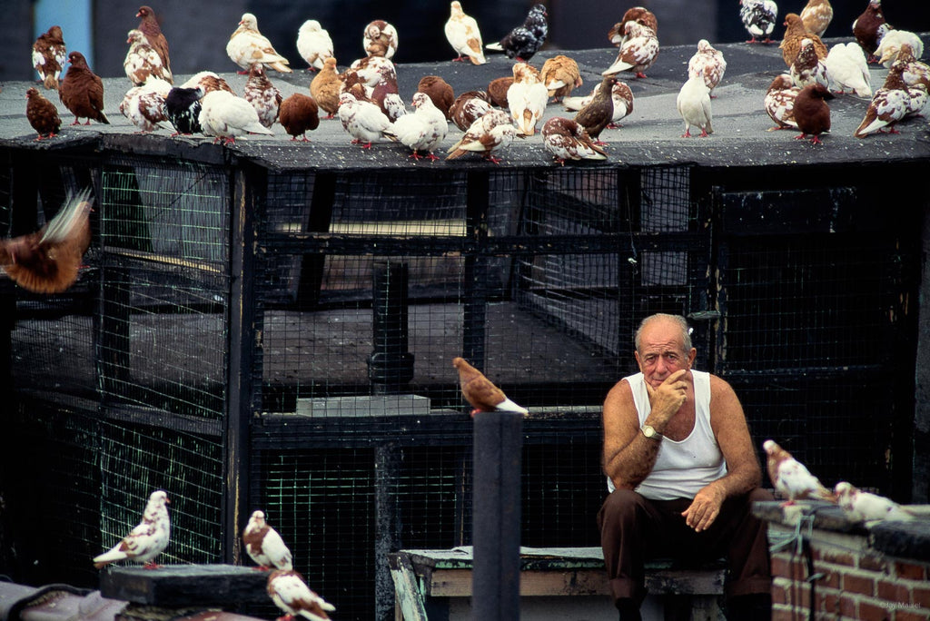 BV Birds No 8 – Jay Maisel