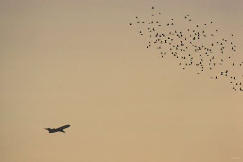 BV Birds – Jay Maisel