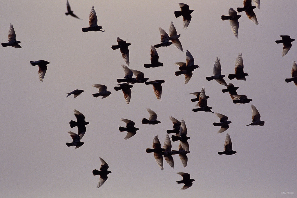 BV Birds No 13 – Jay Maisel