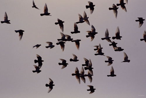 BV Birds – Jay Maisel