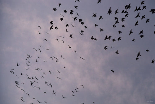 BV Birds – Jay Maisel