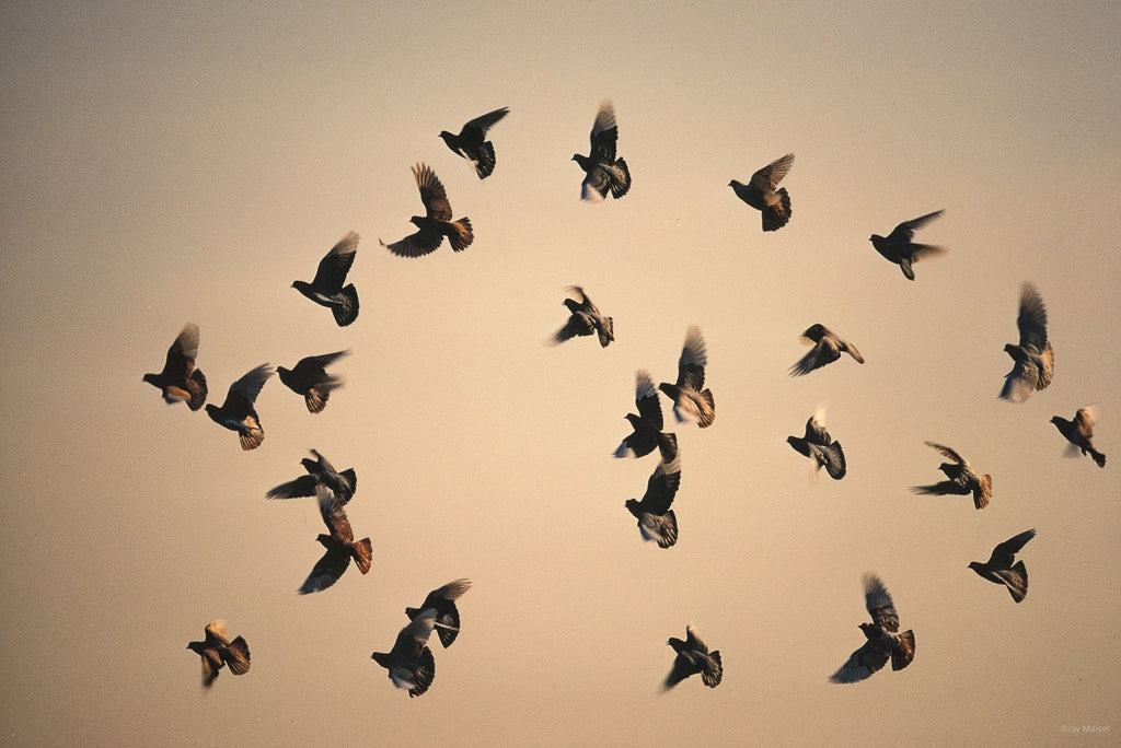 BV Birds No 22 – Jay Maisel