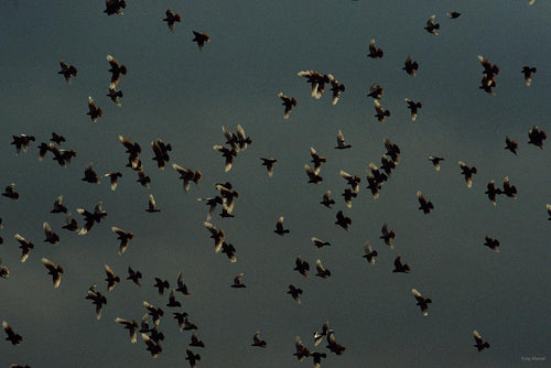 BV Birds – Jay Maisel