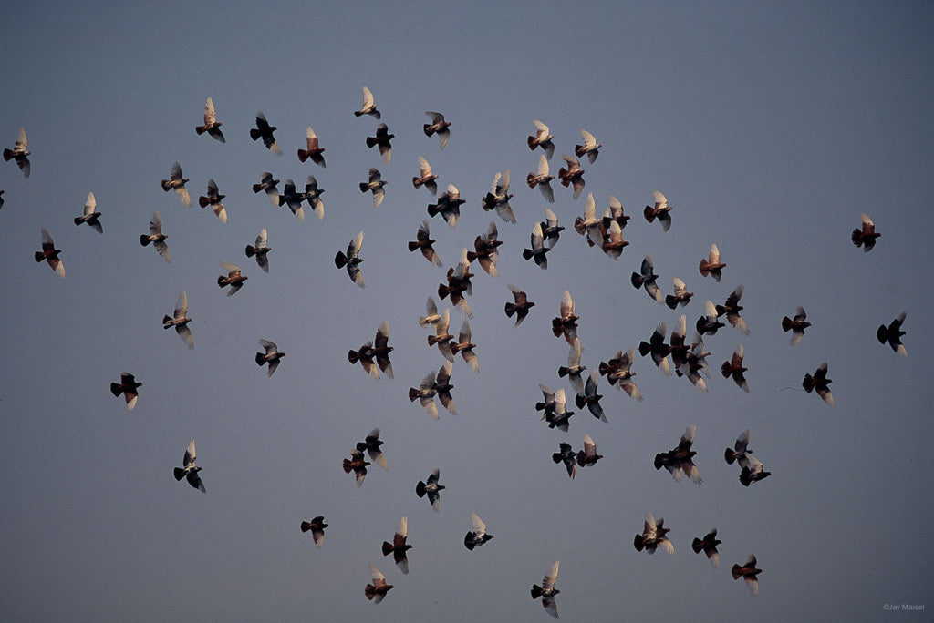 BV Birds No 25 – Jay Maisel