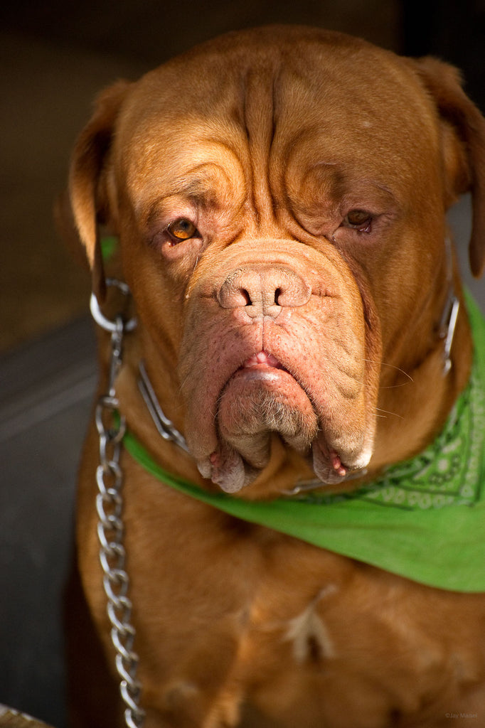 Animals No 27 – Jay Maisel