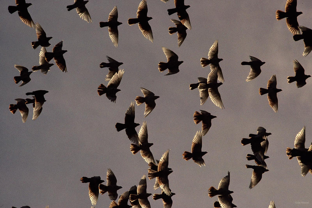 BV Birds No 27 – Jay Maisel