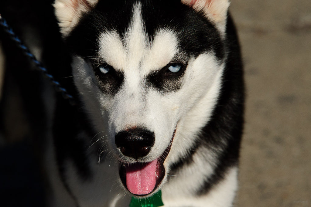 Animals No 28 – Jay Maisel