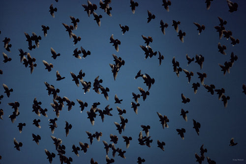 BV Birds – Jay Maisel