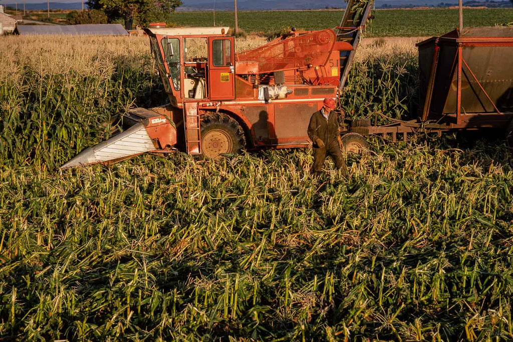 Corn, Oregon 21 – Jay Maisel