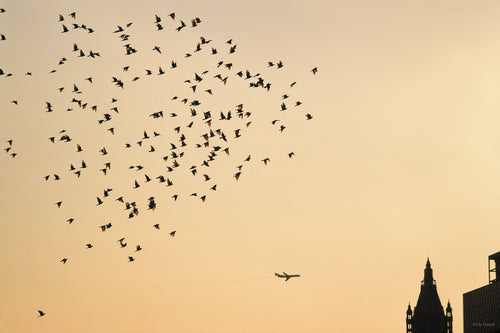 BV Birds – Jay Maisel