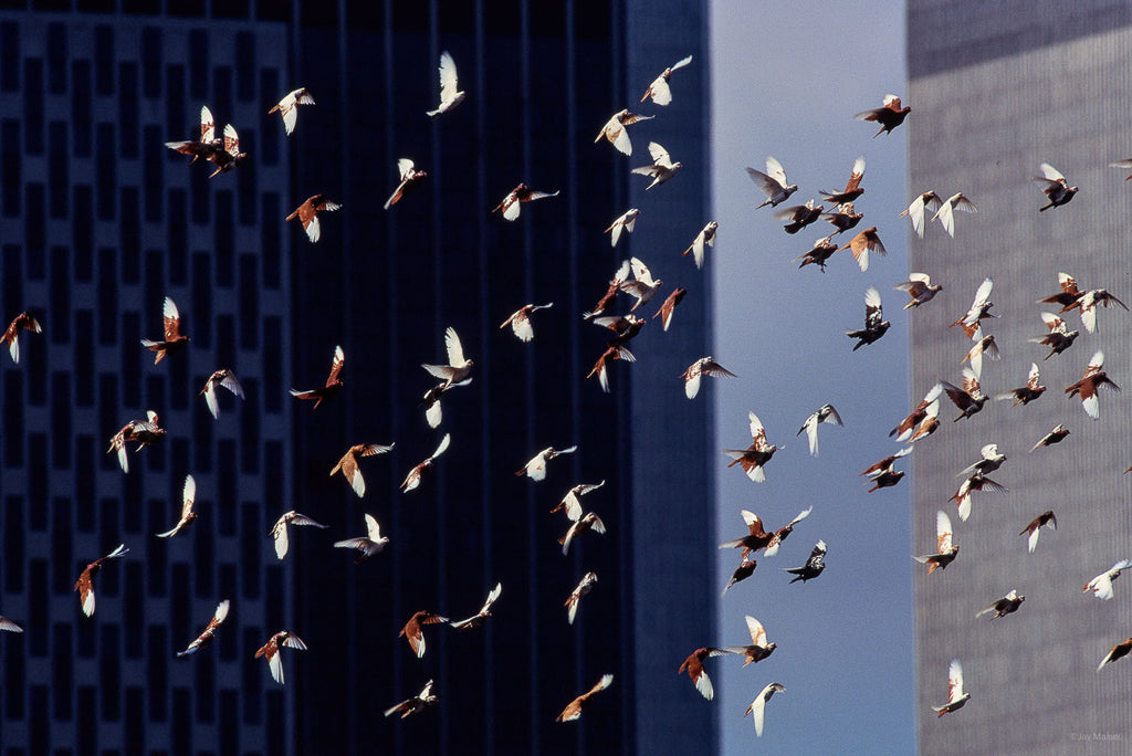 BV Birds No 34 – Jay Maisel