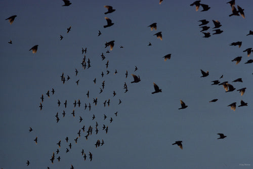 BV Birds – Jay Maisel