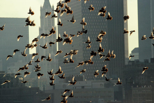 BV Birds – Jay Maisel