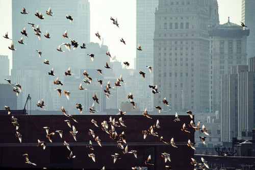 BV Birds – Jay Maisel