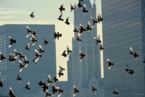 BV Birds – Jay Maisel