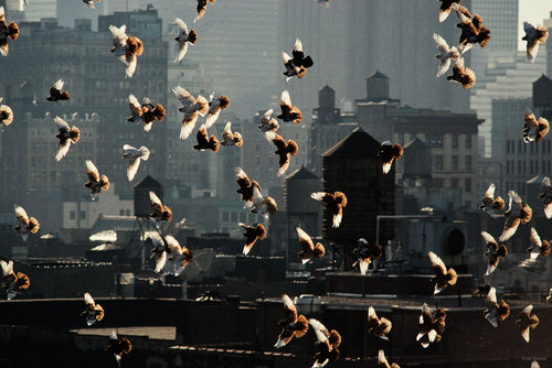 BV Birds – Jay Maisel